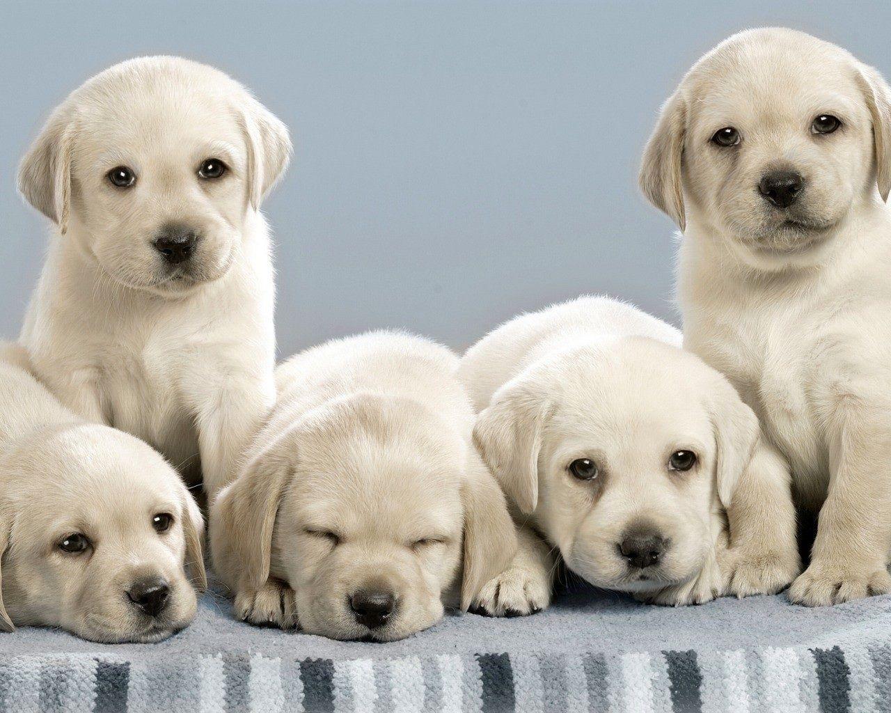 Lab Dogs Wallpapers - Wallpaper Cave