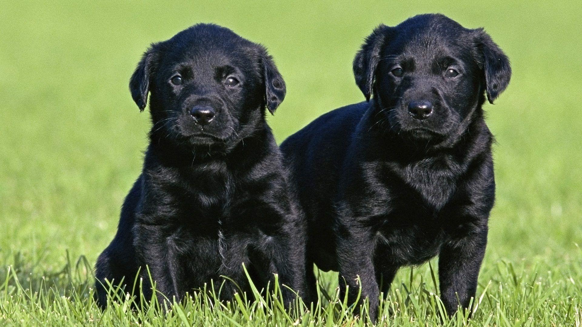 Lab Dogs Wallpapers - Wallpaper Cave