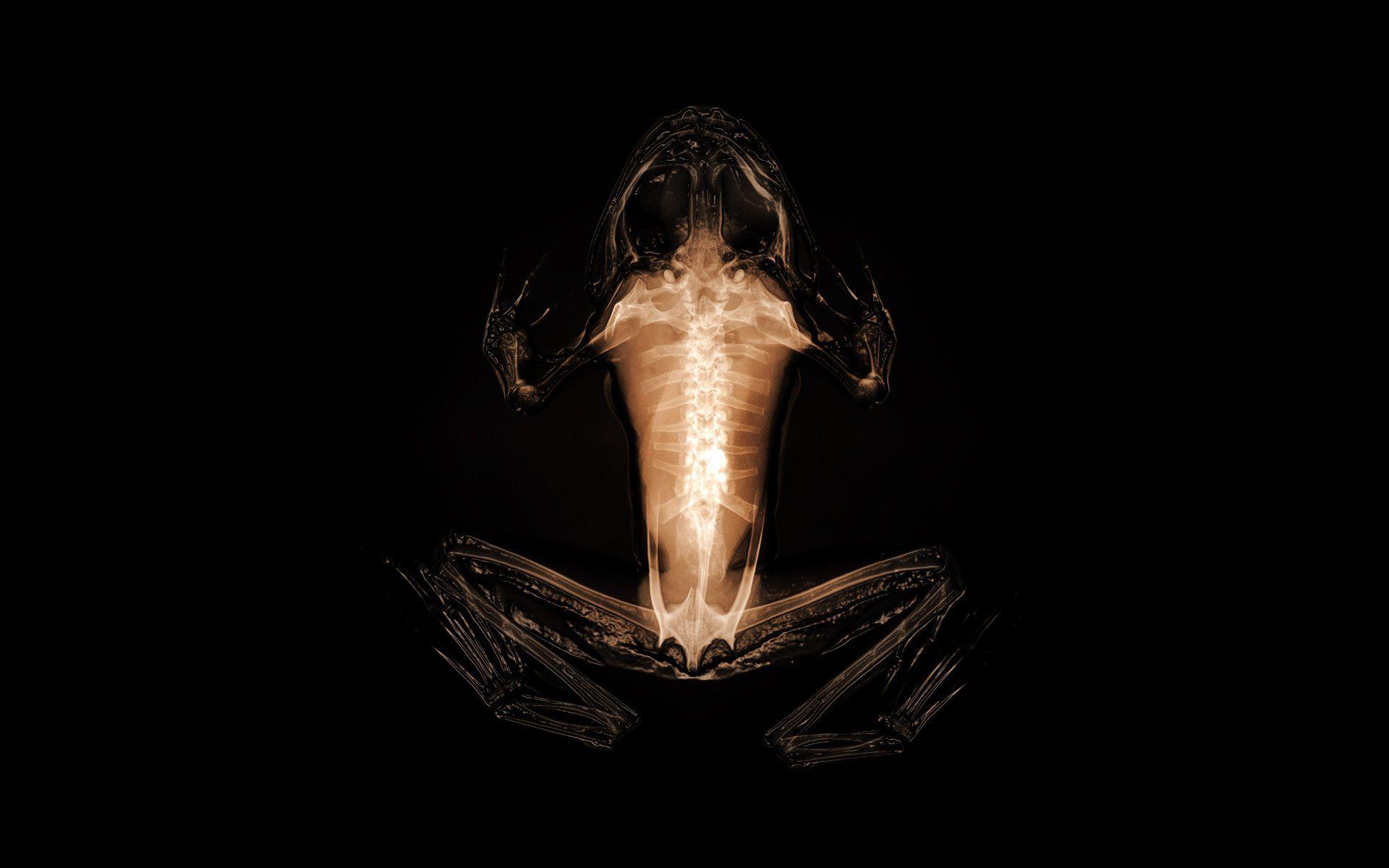 Radiology Wallpapers - Wallpaper Cave