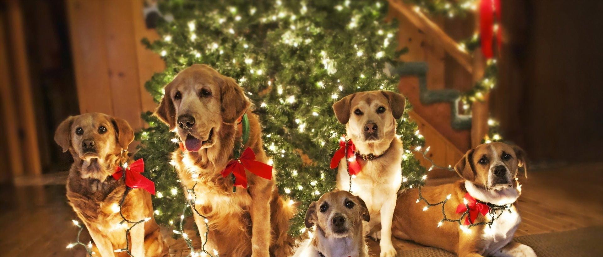 Dogs In Lights Wallpapers - Wallpaper Cave