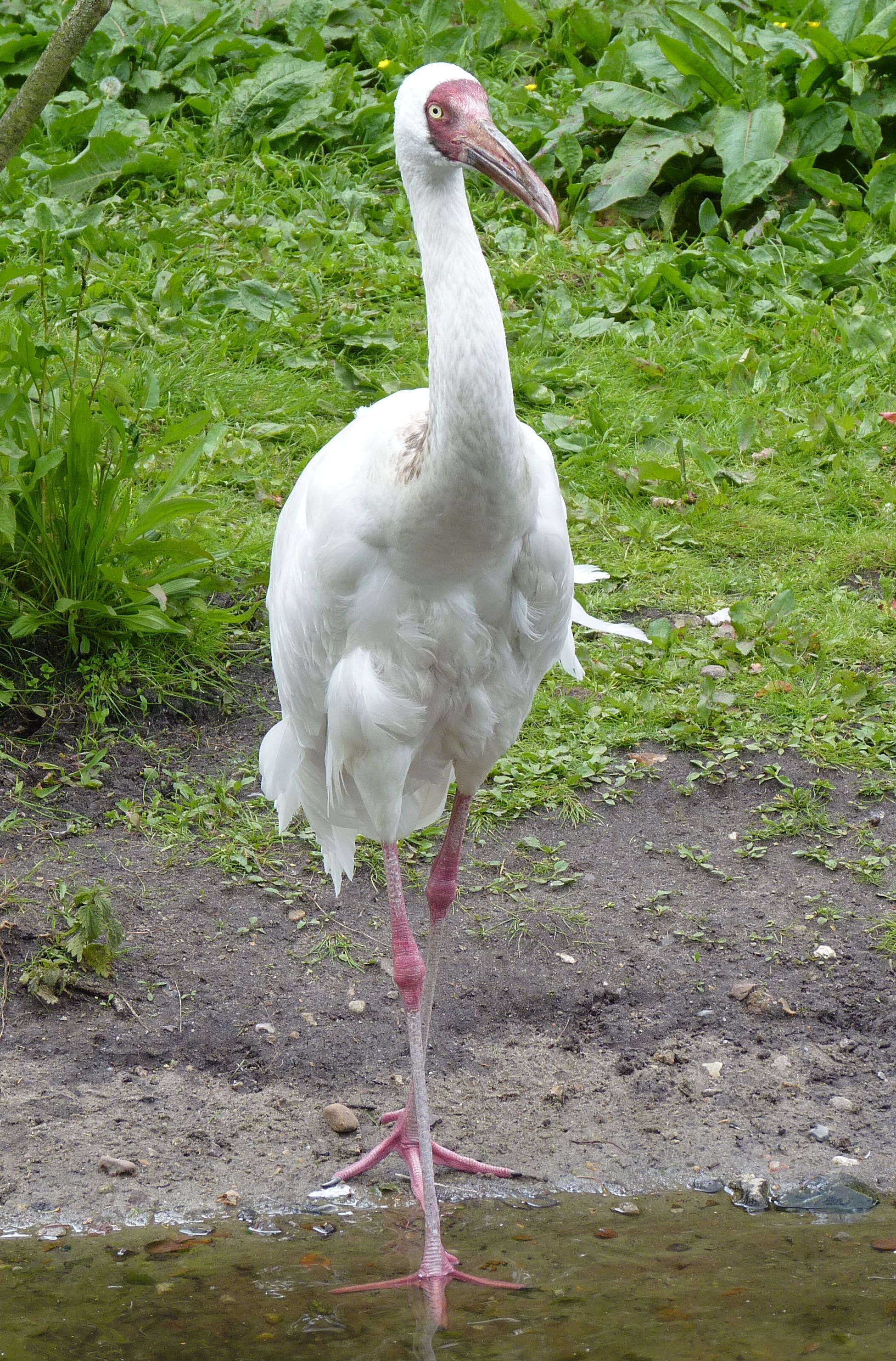 Siberian Crane Wallpapers - Wallpaper Cave