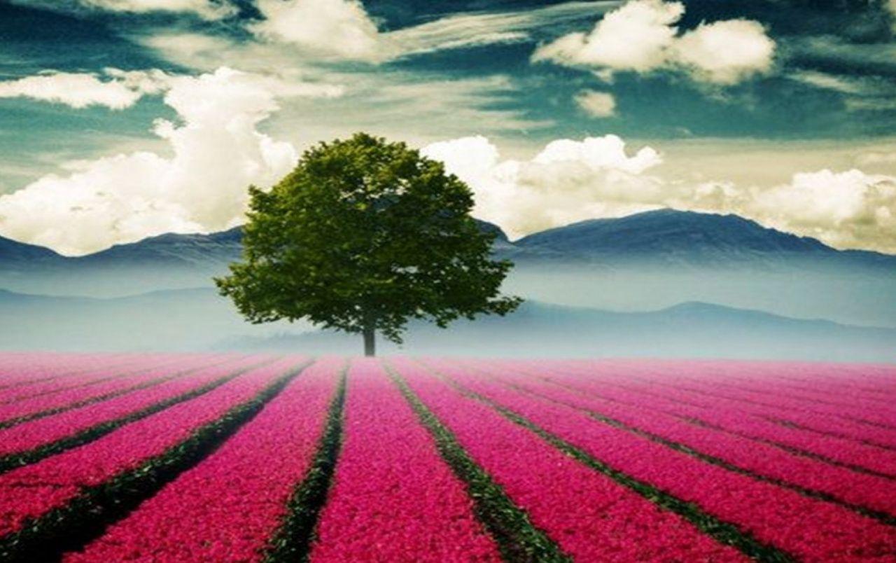 Beautiful Sights Of Nature