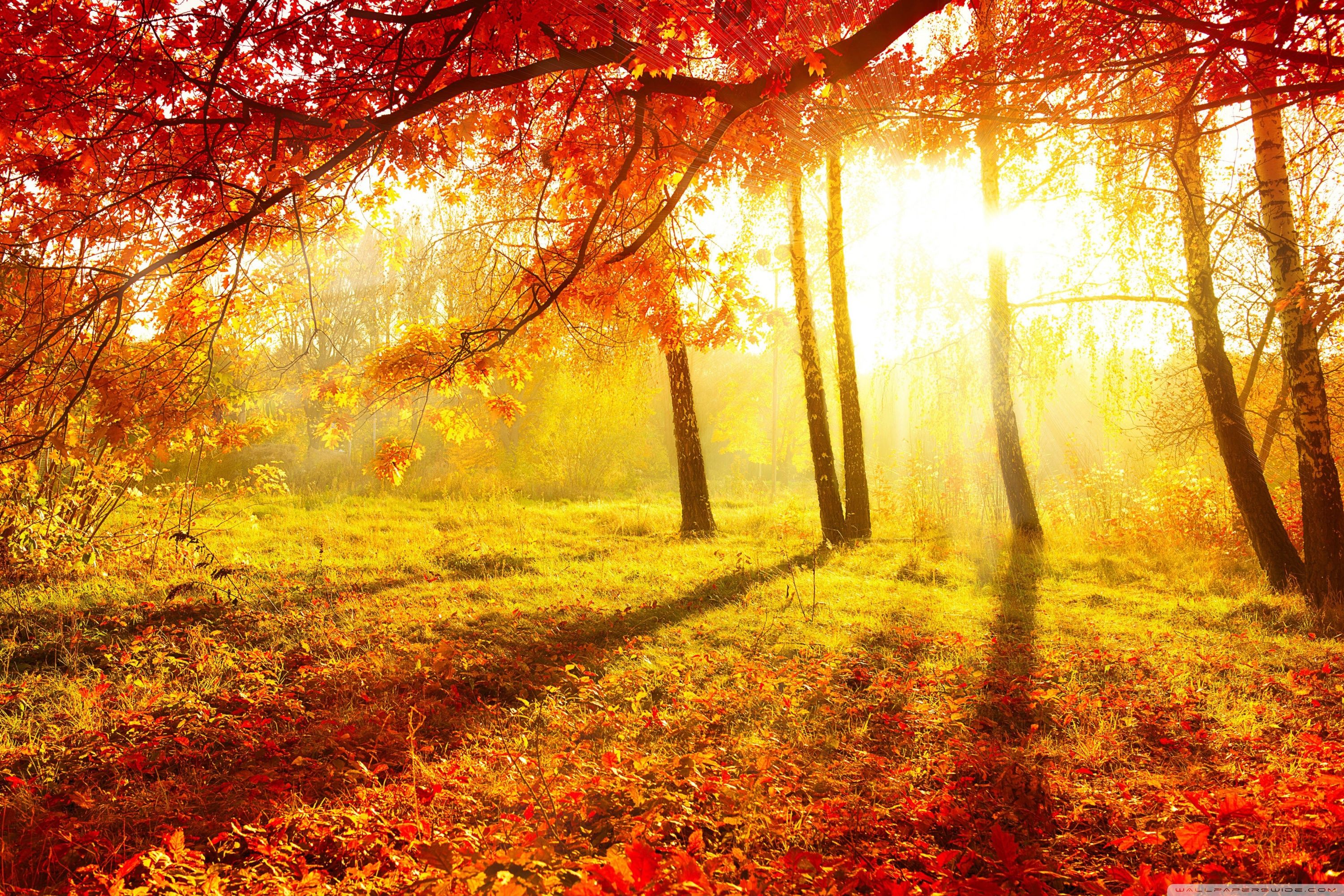 Sight Wallpapers - Wallpaper Cave