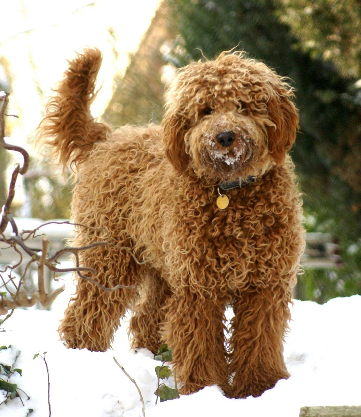 Labradoodles Wallpapers - Wallpaper Cave