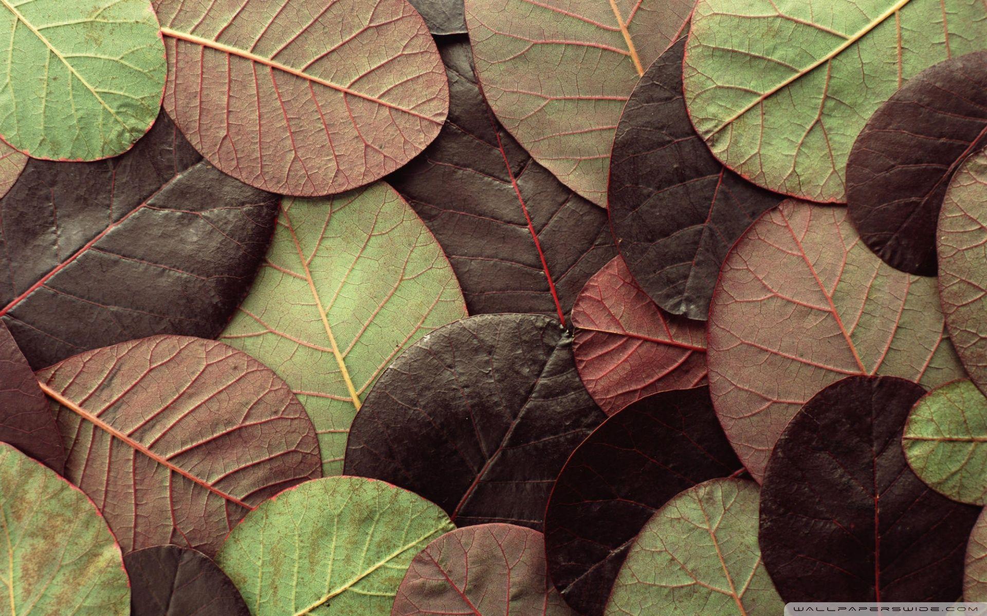 Leafy Wallpapers - Wallpaper Cave