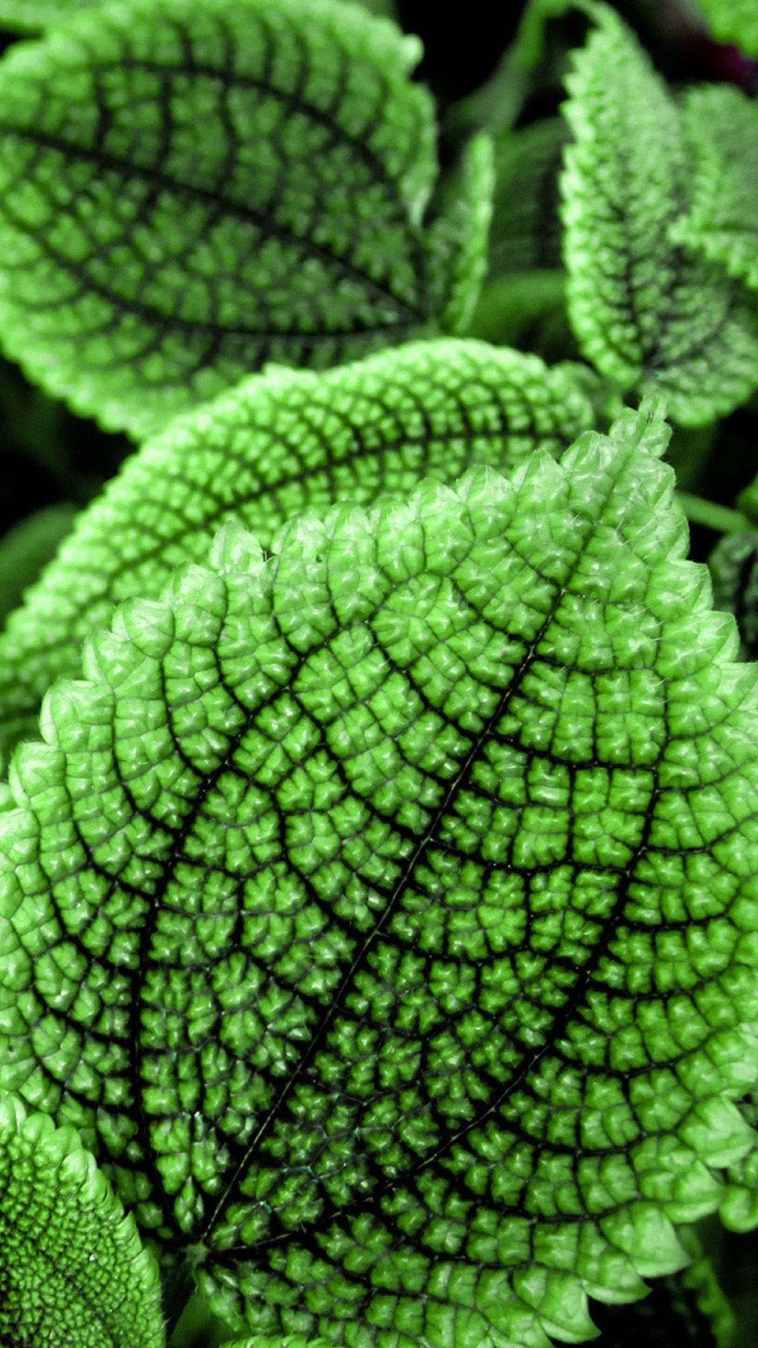 Leafy Wallpapers - Wallpaper Cave