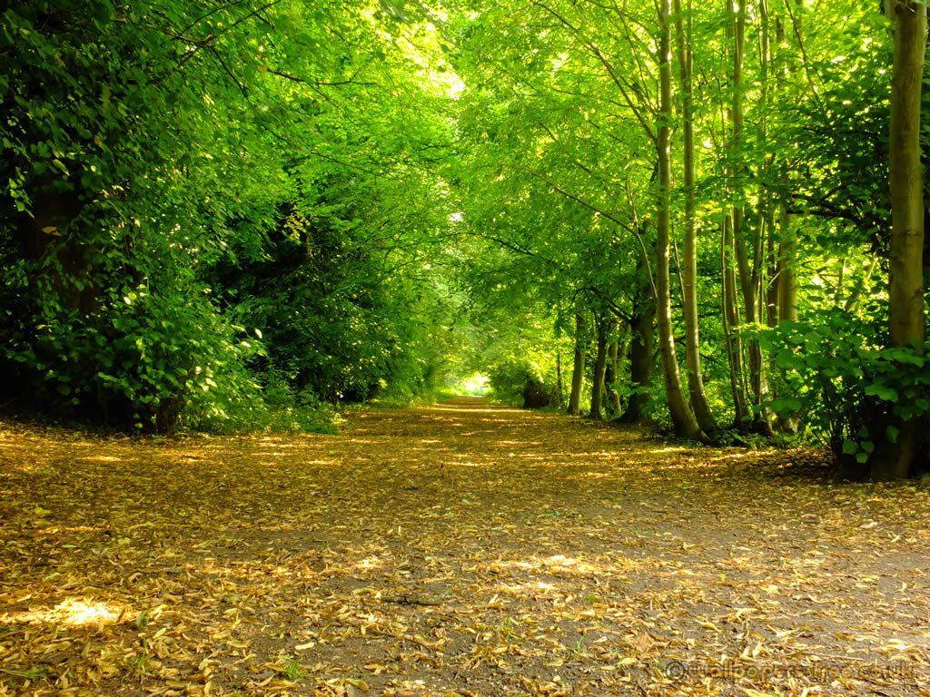 Leafy Wallpapers - Wallpaper Cave