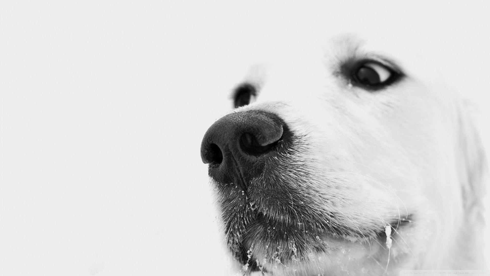 White Dogs Wallpapers - Wallpaper Cave