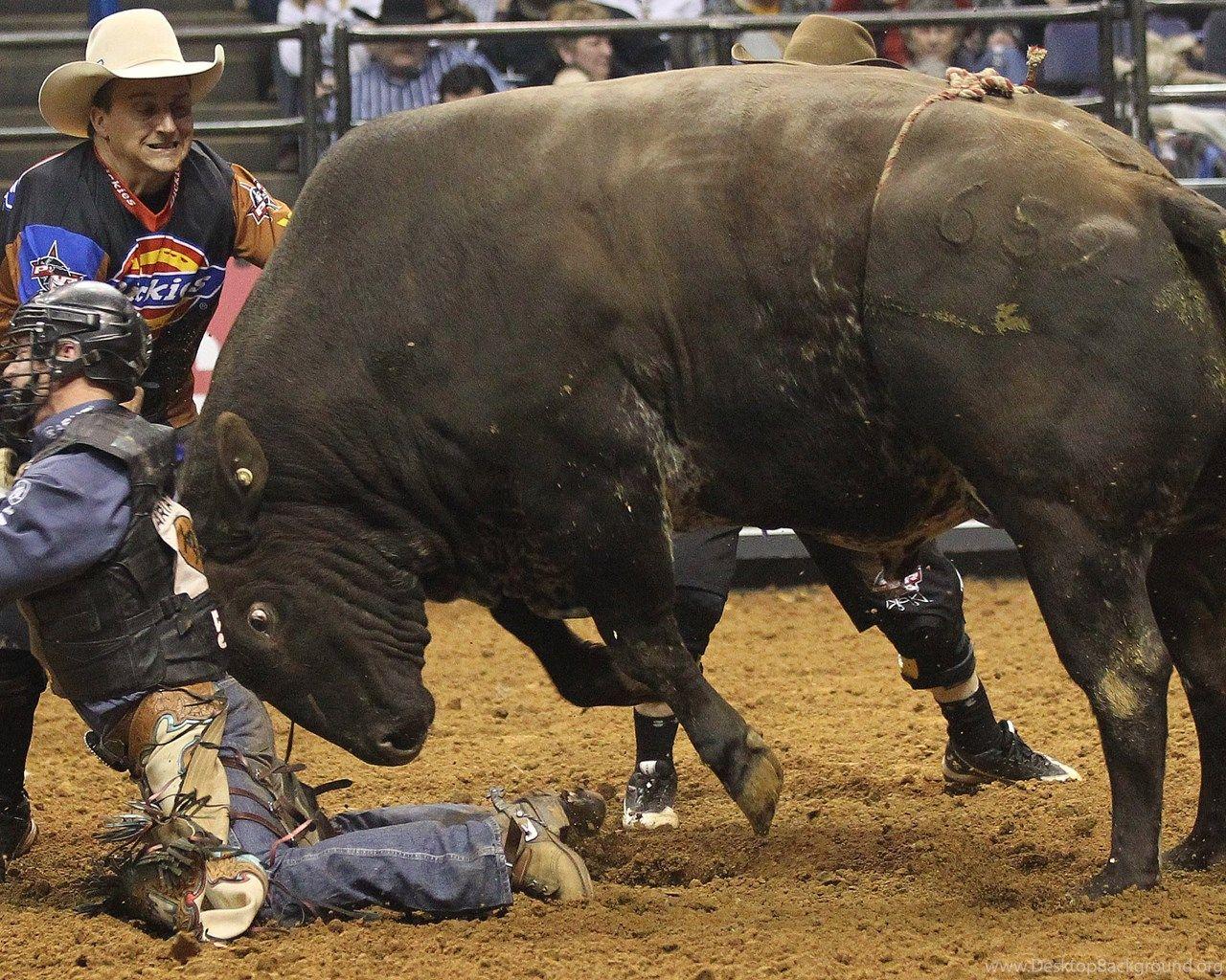 Bull Rider Wallpapers - Wallpaper Cave