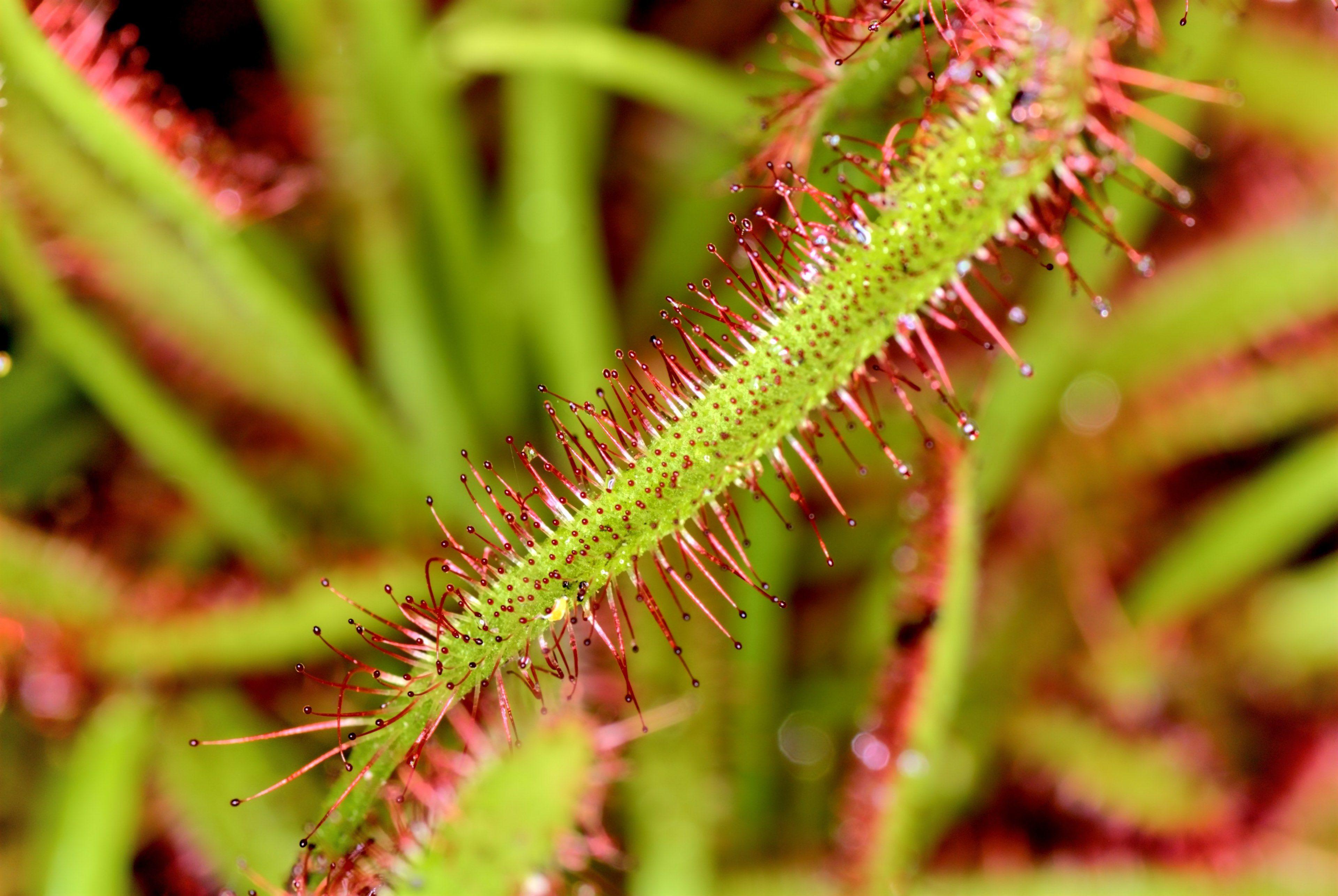 Insectivorous Plant Wallpapers - Wallpaper Cave