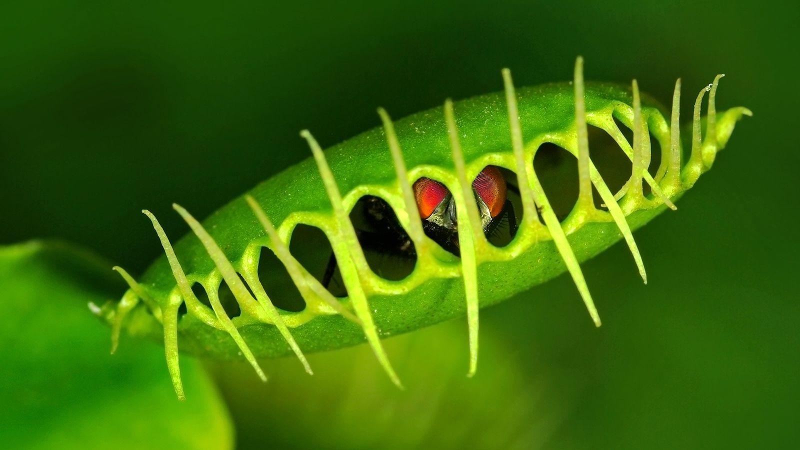 Insectivorous Plant Wallpapers - Wallpaper Cave