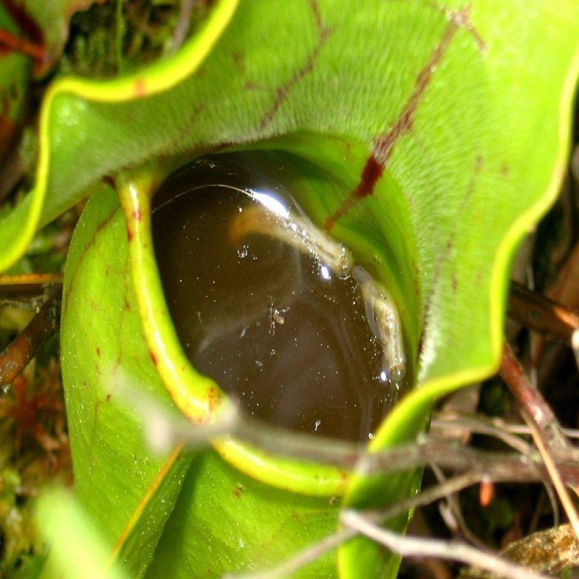 Insectivorous Plants