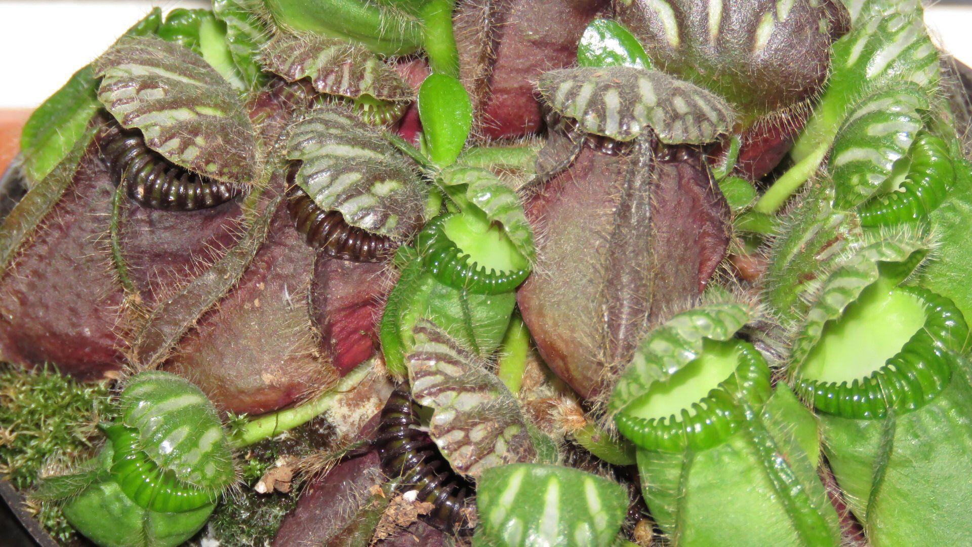 Insectivorous Plant Wallpapers - Wallpaper Cave