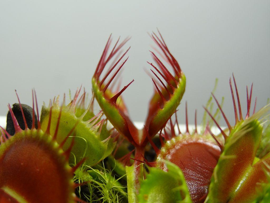 Insectivorous Plant Wallpapers - Wallpaper Cave