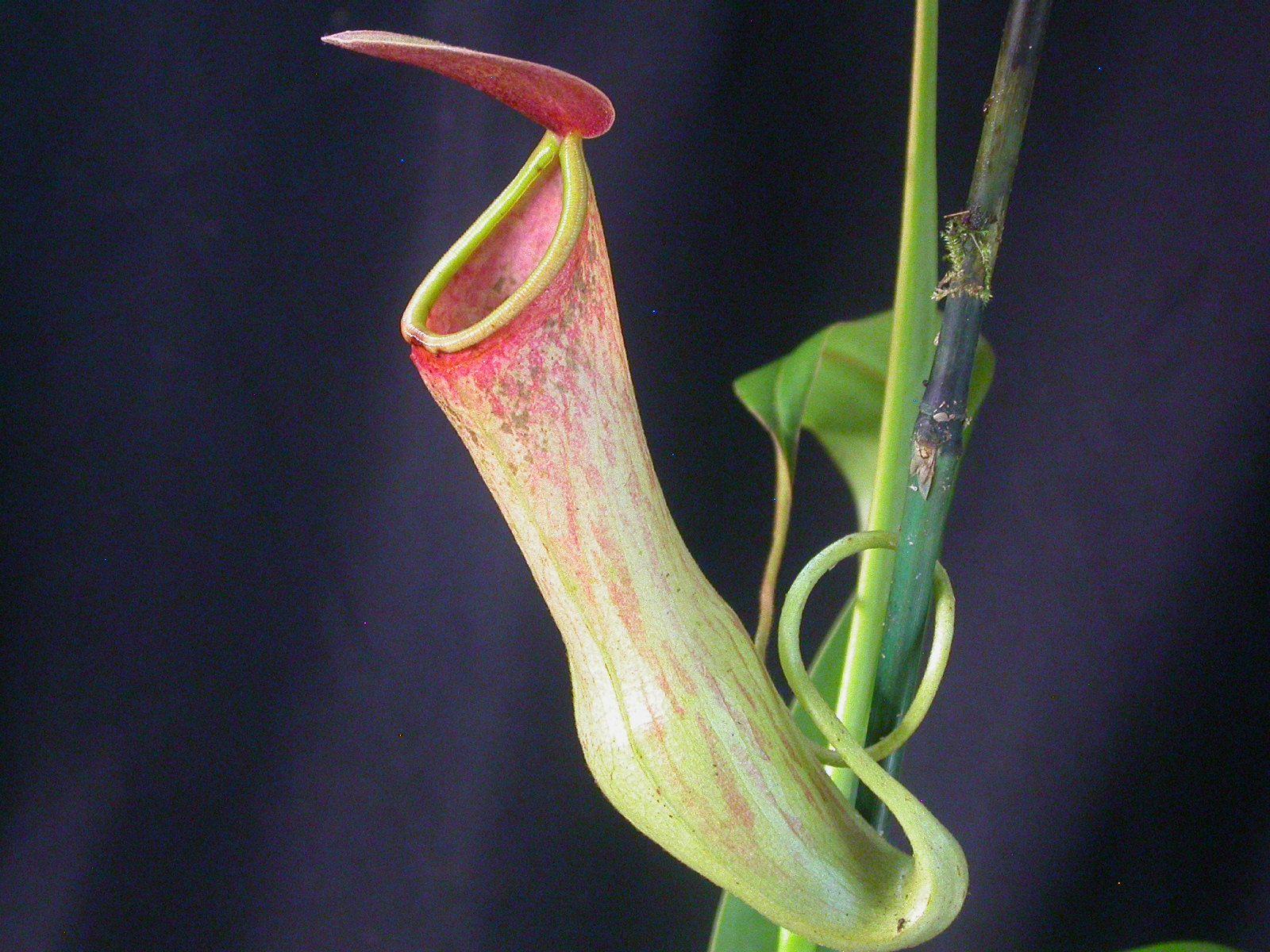 Insectivorous Plant Wallpapers - Wallpaper Cave