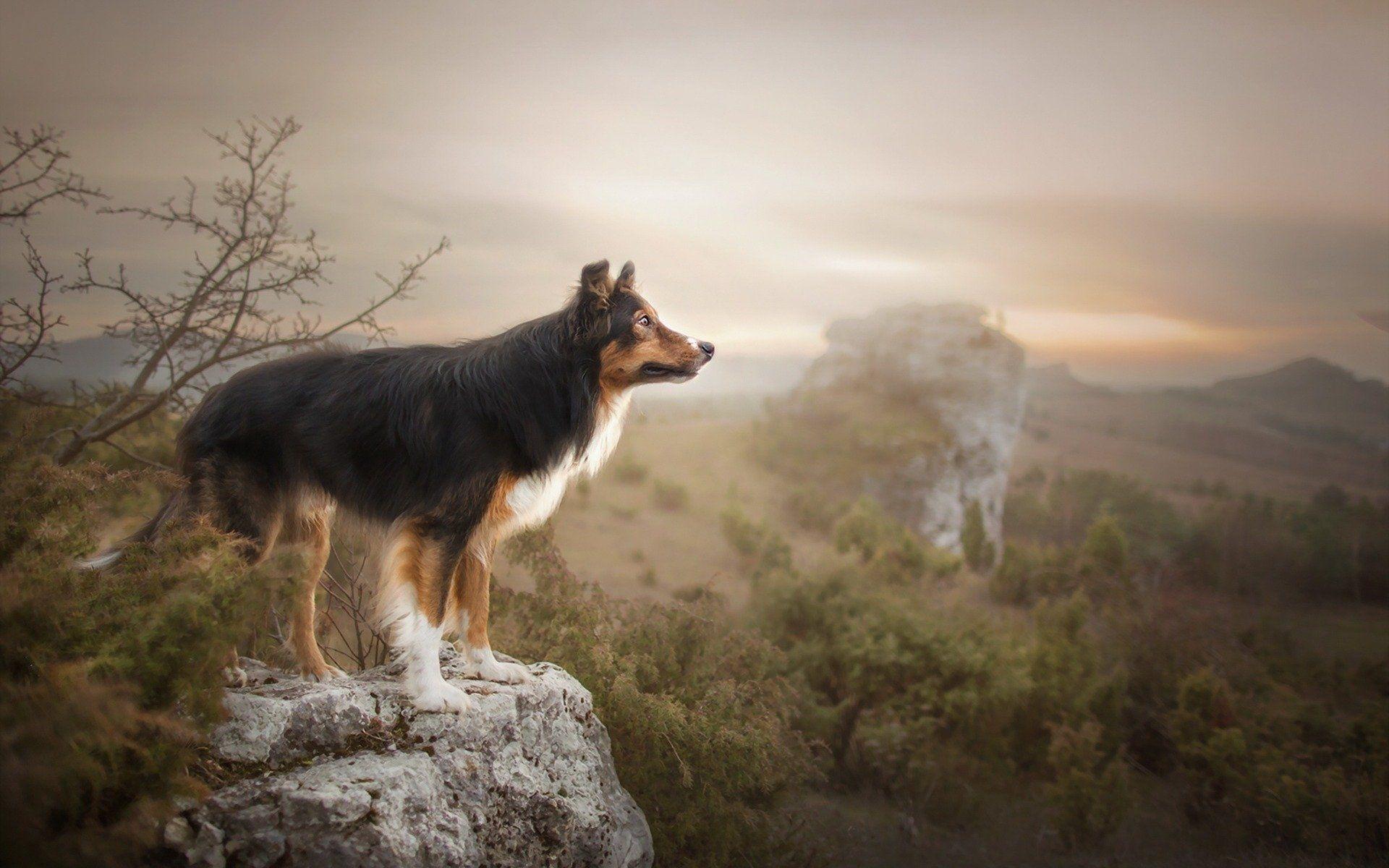 Lassie TV Show Wallpapers - Wallpaper Cave
