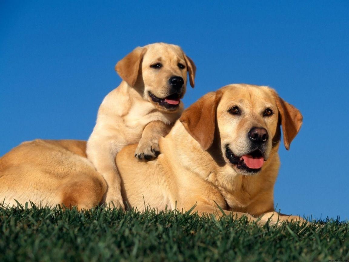 Small Dogs Wallpapers - Wallpaper Cave