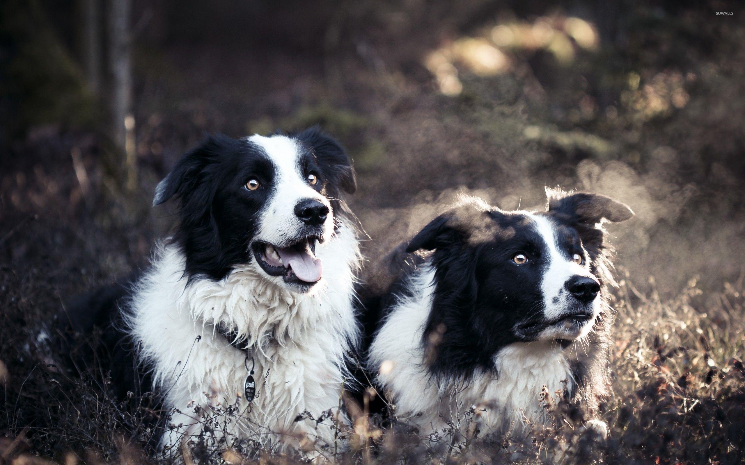 Border Collies Wallpapers - Wallpaper Cave