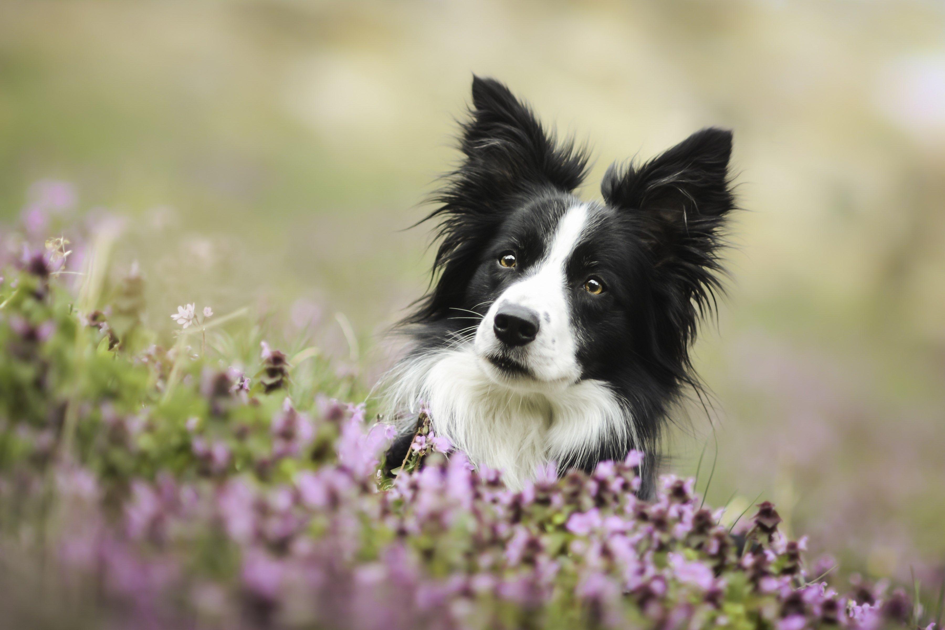 Border Collies Wallpapers - Wallpaper Cave