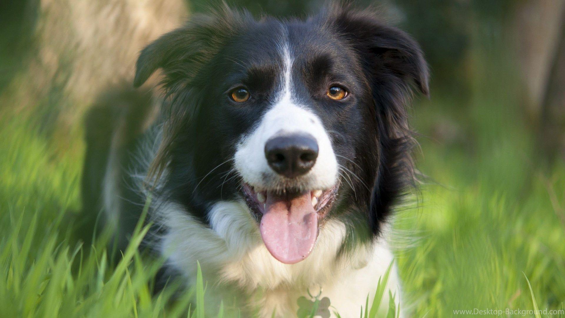 Border Collies Wallpapers - Wallpaper Cave