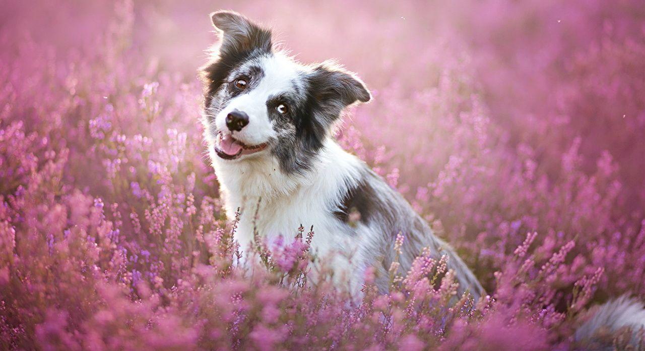Border Collies Wallpapers - Wallpaper Cave