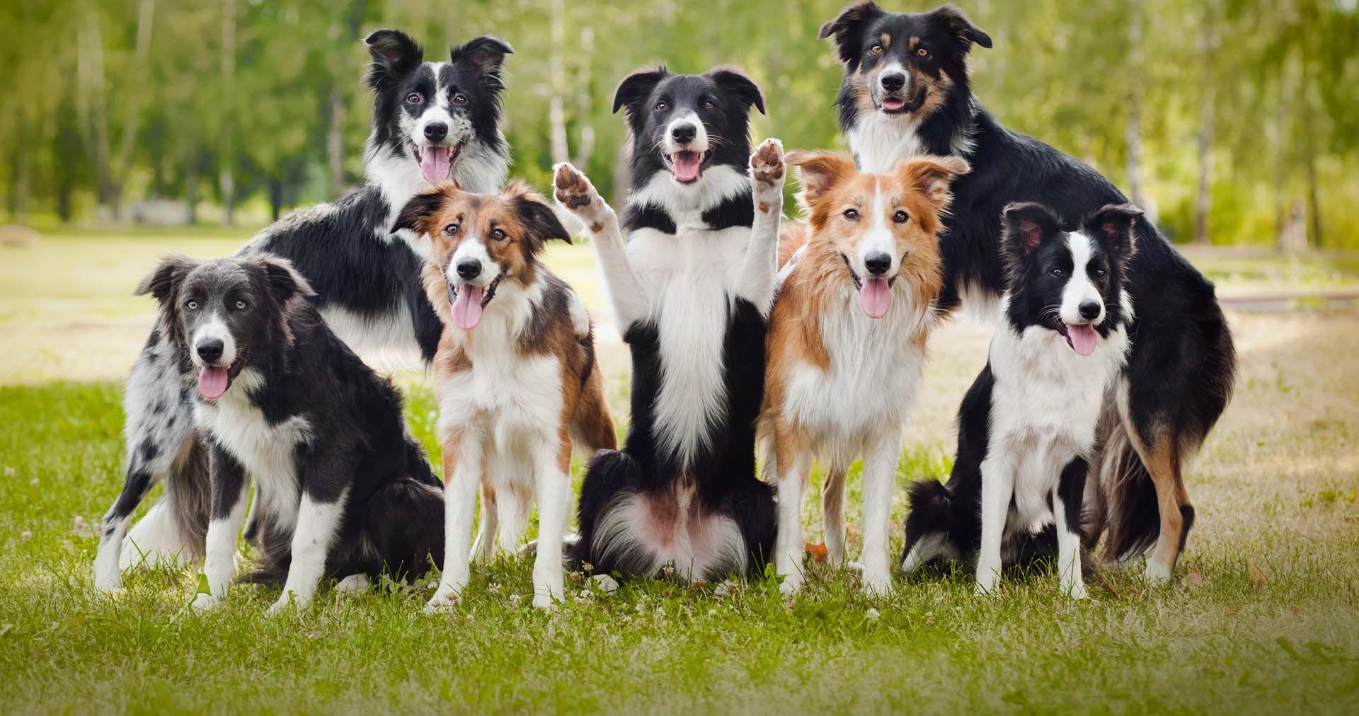 Border Collies Wallpapers - Wallpaper Cave