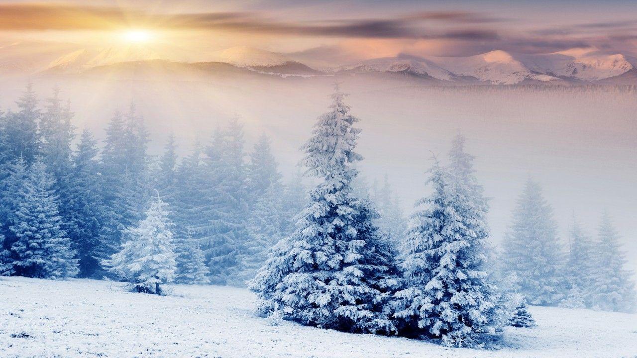 Winter Pine Snow Trees Wallpapers - Wallpaper Cave