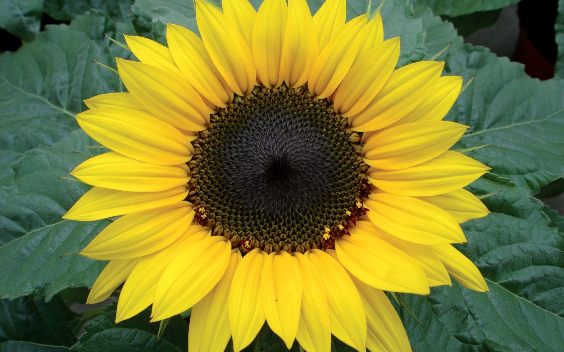 Helianthus Annuus Wallpapers - Wallpaper Cave