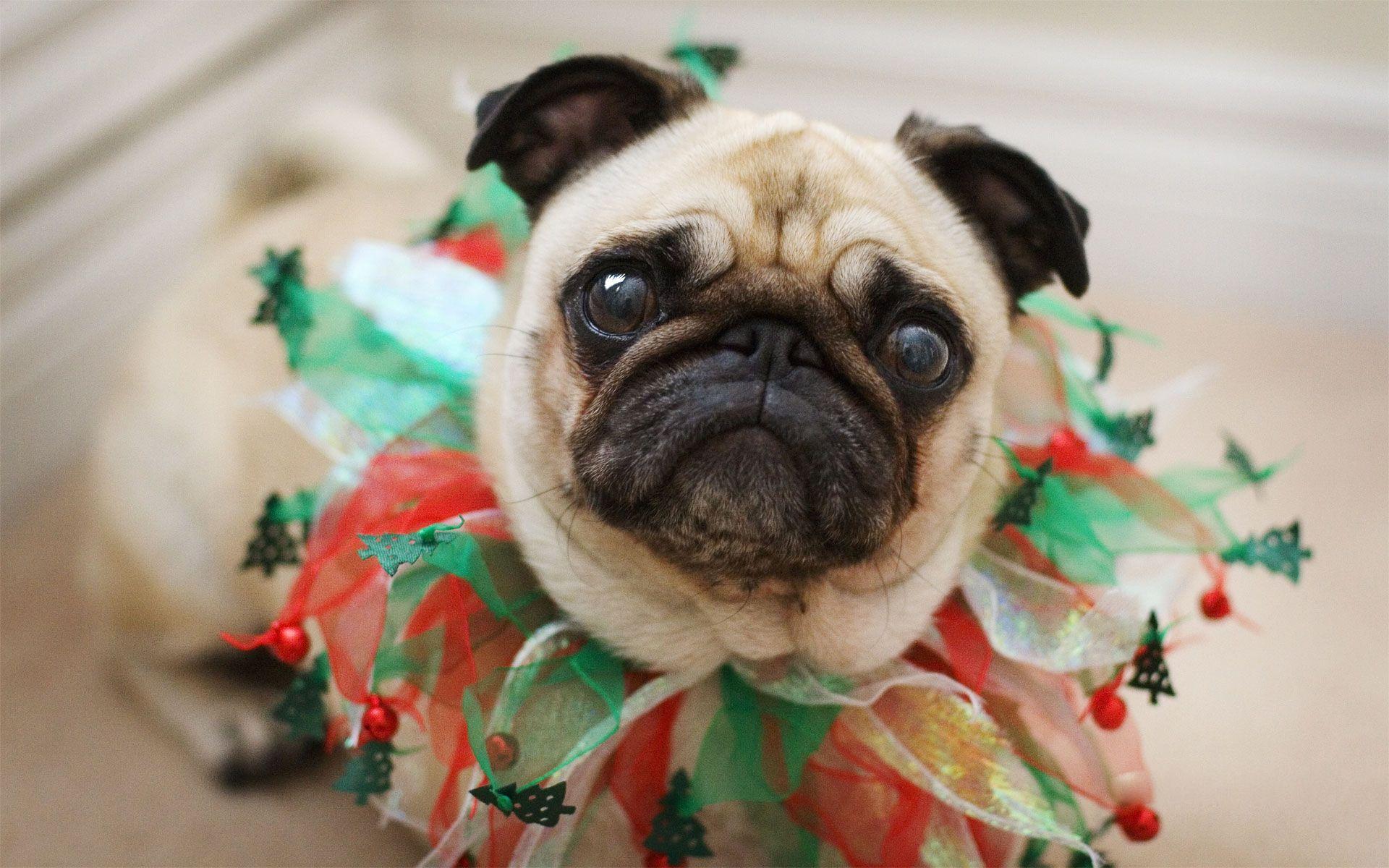 Christmas Pug Wallpapers - Wallpaper Cave