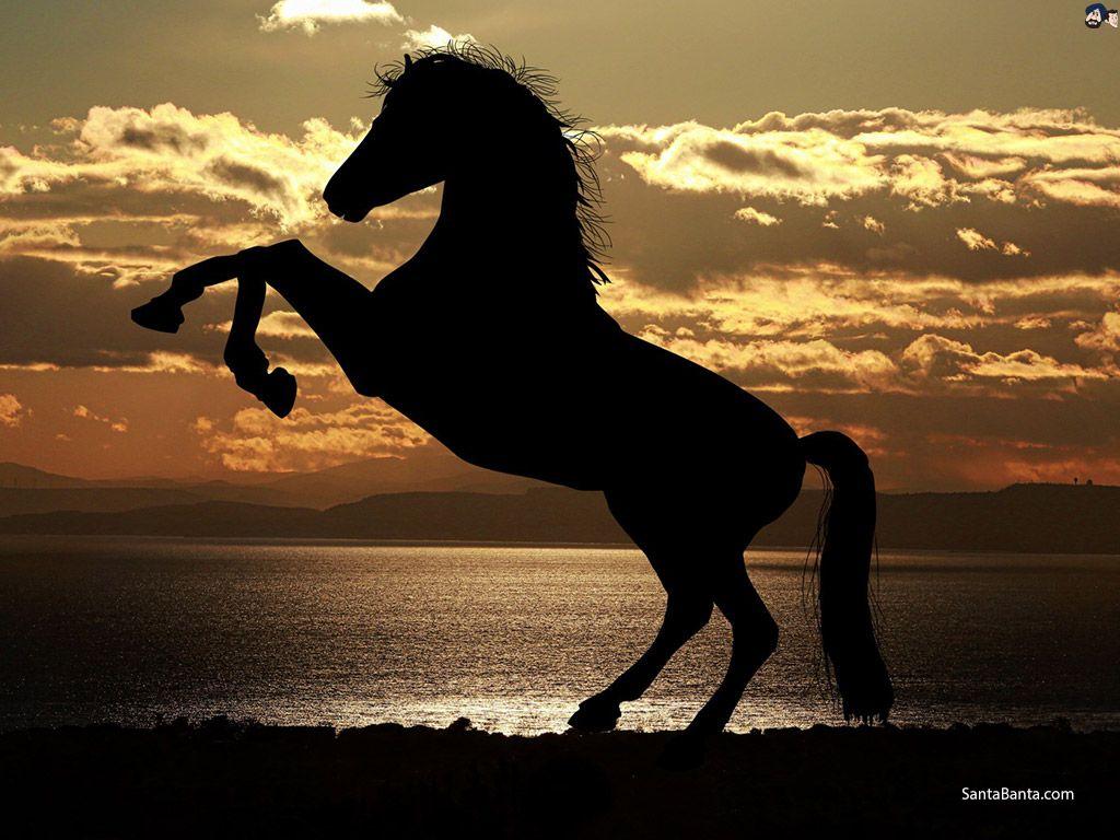 Horses At Sunset Wallpapers - Wallpaper Cave