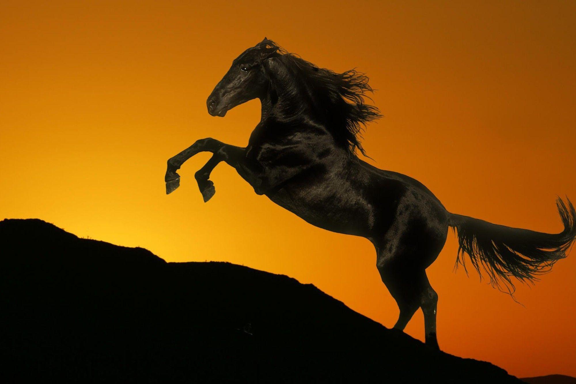 Horses At Sunset Wallpapers - Wallpaper Cave