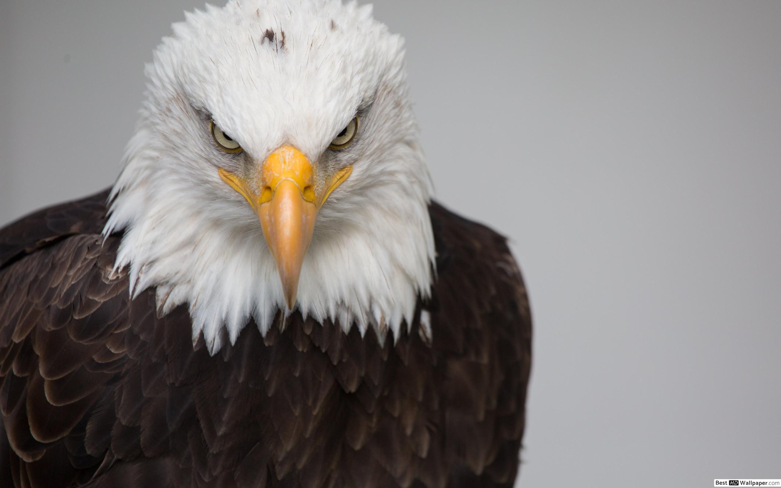 The American Eagle Wallpapers - Wallpaper Cave