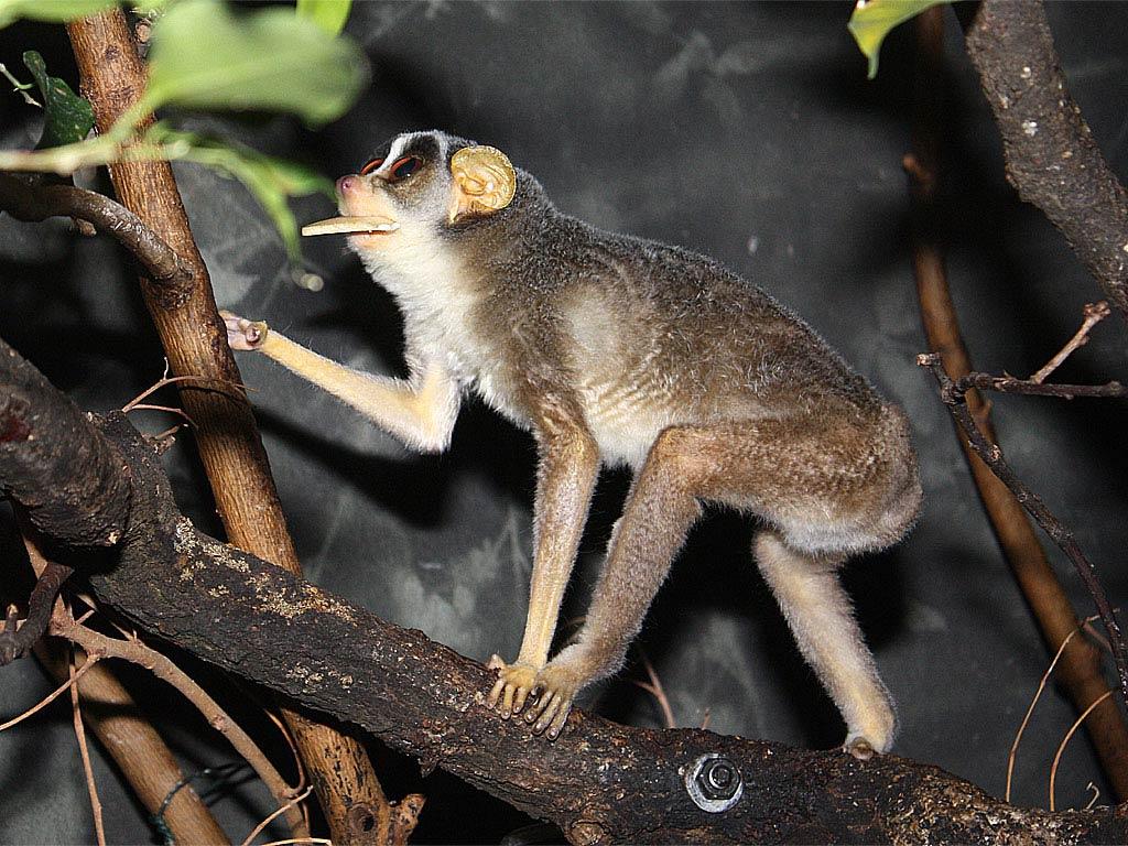 Loris Wallpapers - Wallpaper Cave