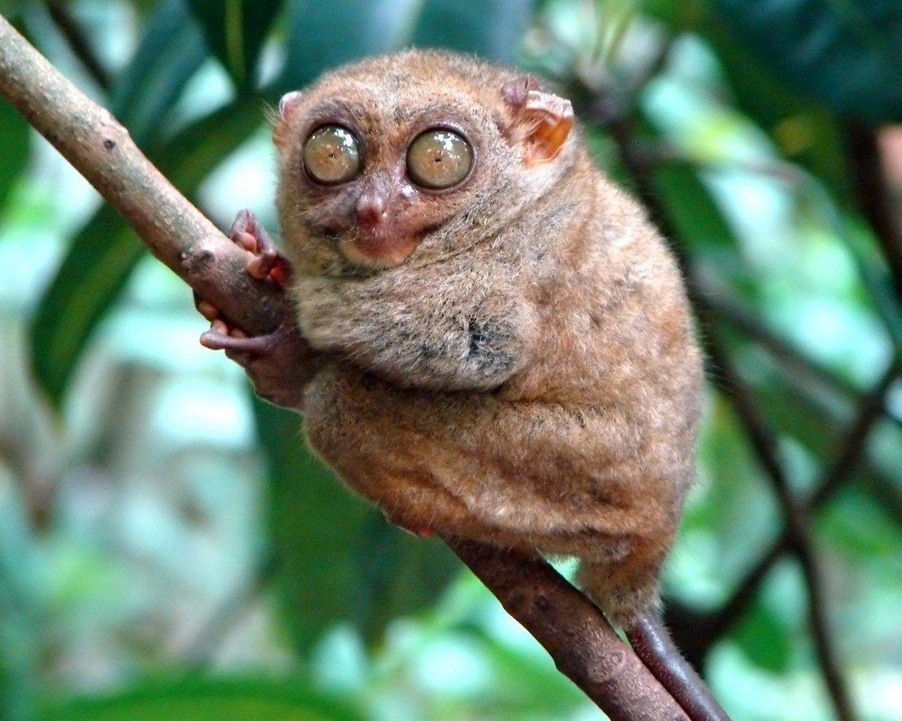 Tarsier Wallpapers - Wallpaper Cave