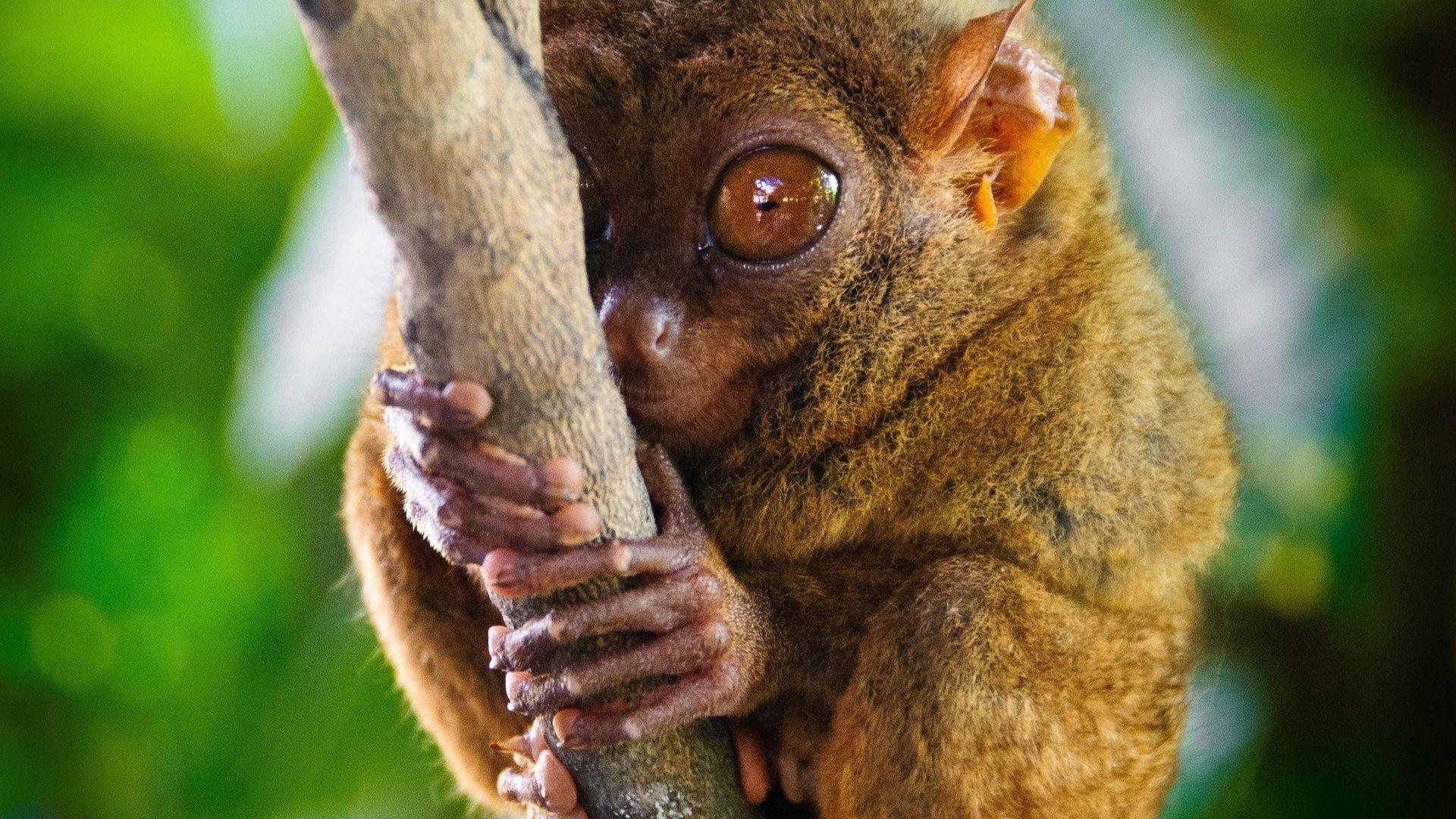 Loris Wallpapers - Wallpaper Cave