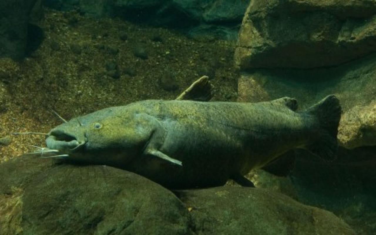 Cat Fish Wallpapers - Wallpaper Cave