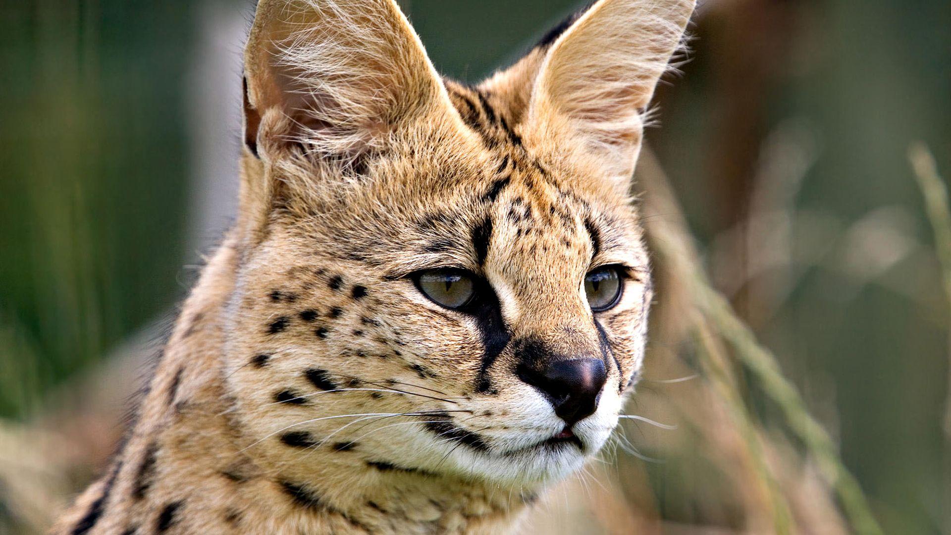 Linx Wallpapers - Wallpaper Cave