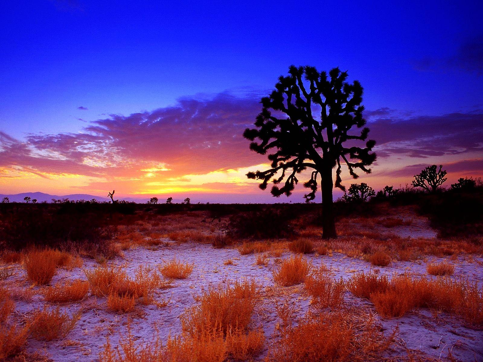 Joshua Tree Wallpapers - Wallpaper Cave