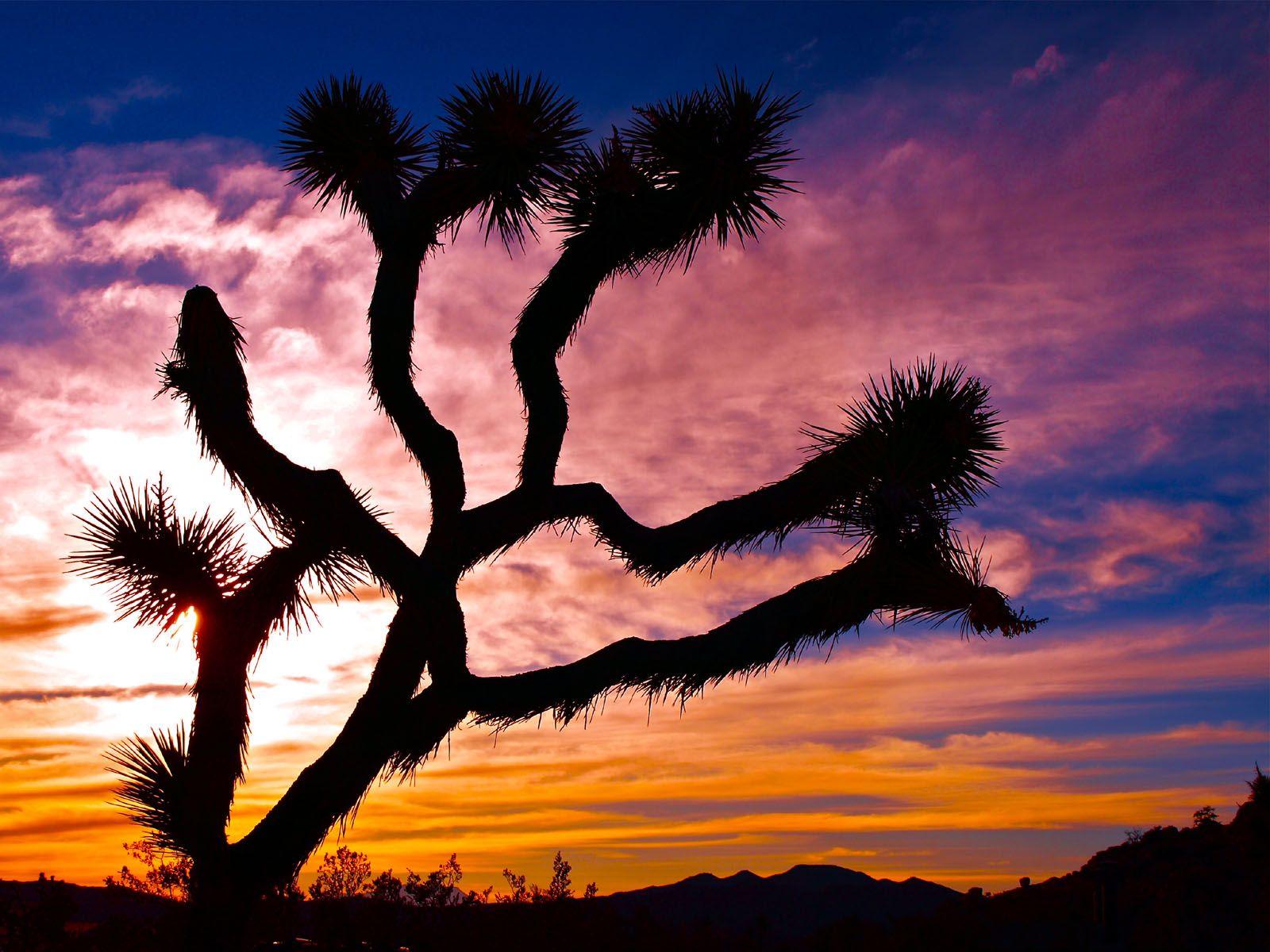 Joshua Tree Wallpapers - Wallpaper Cave