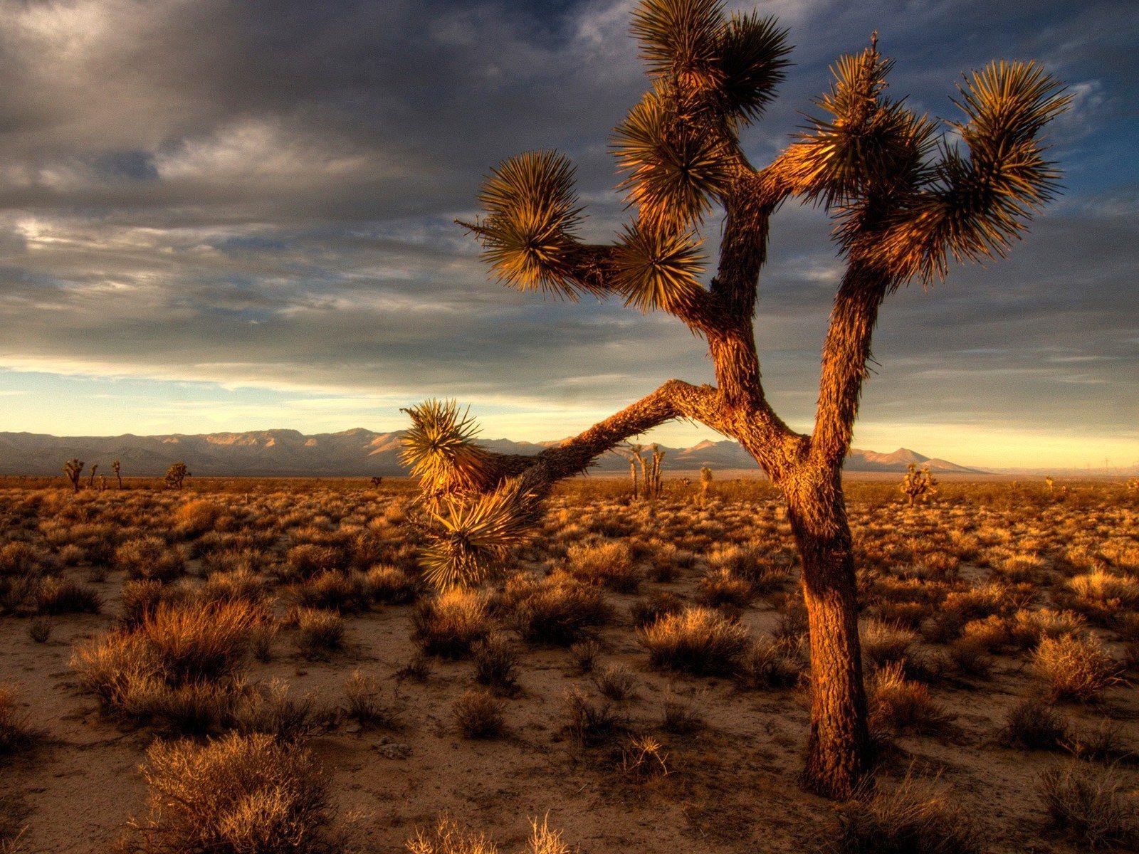 Joshua Tree Wallpapers - Wallpaper Cave