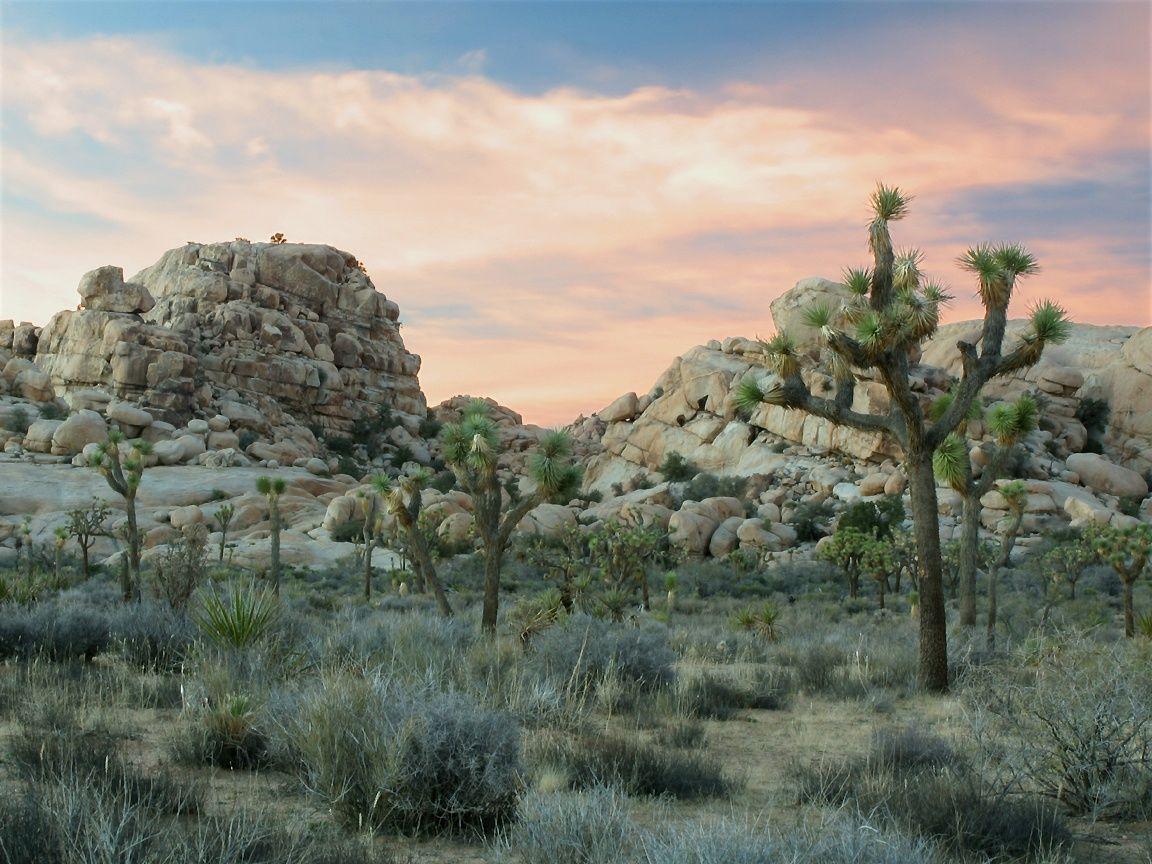 Joshua Tree Wallpapers - Wallpaper Cave