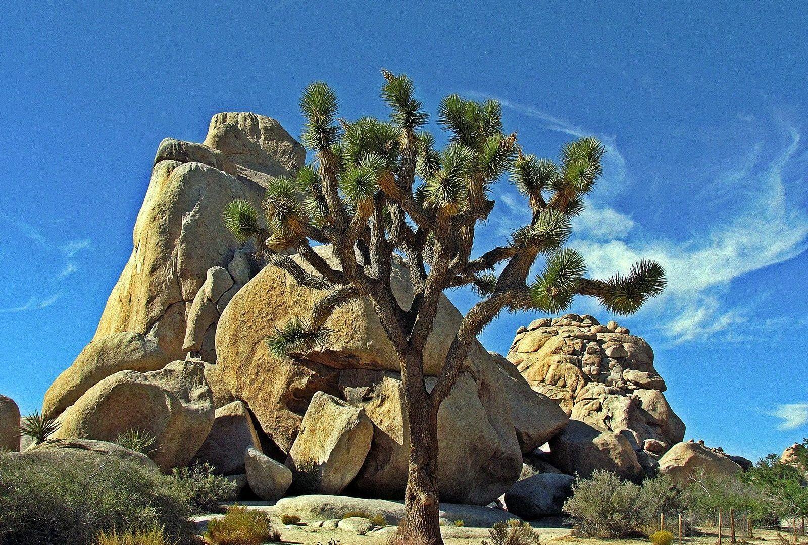 Joshua Tree Wallpapers - Wallpaper Cave
