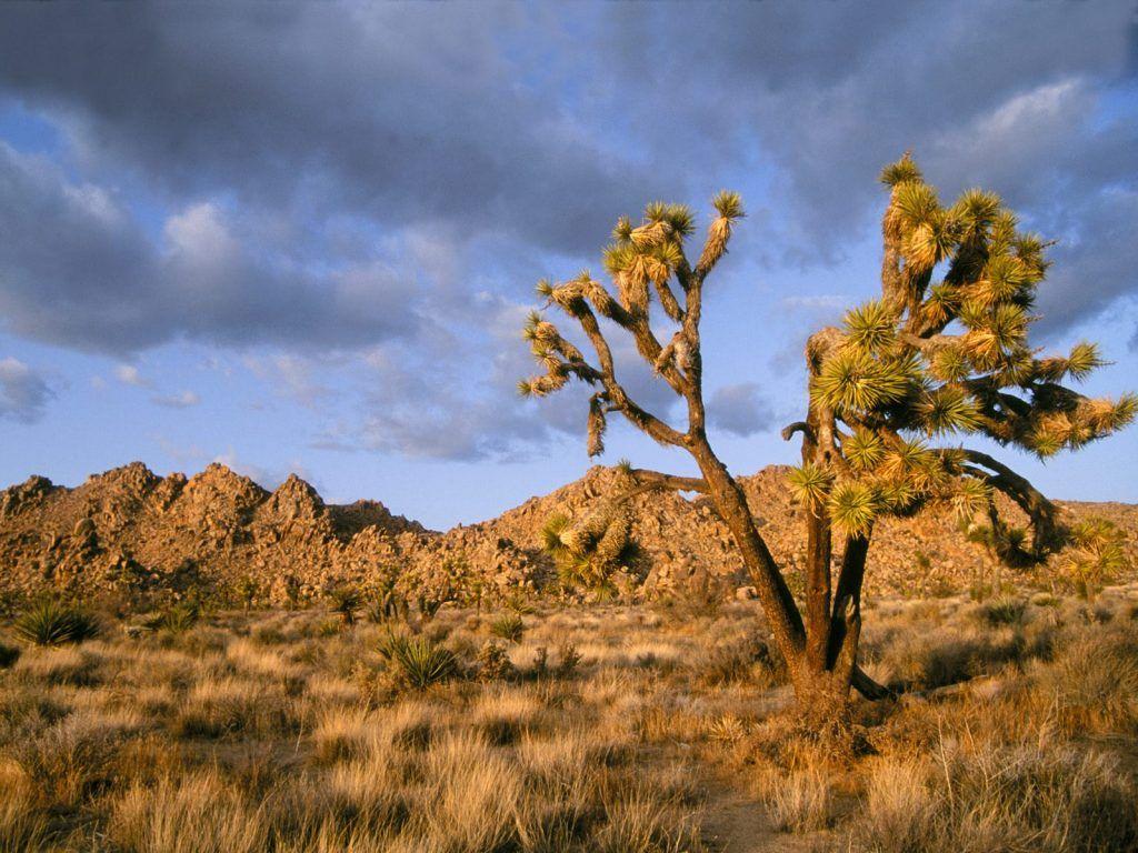 Joshua Tree Wallpapers - Wallpaper Cave