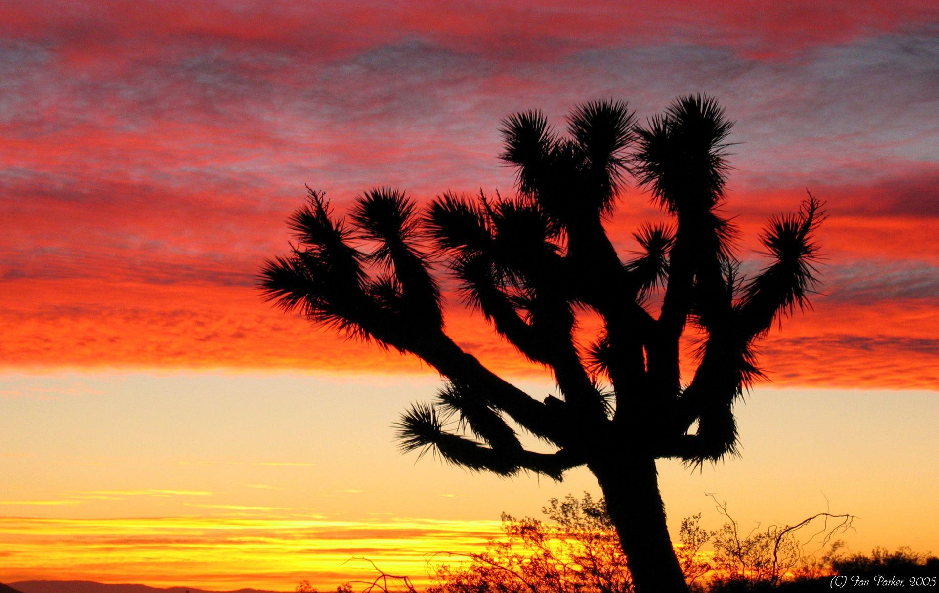 Joshua Tree Wallpapers - Wallpaper Cave