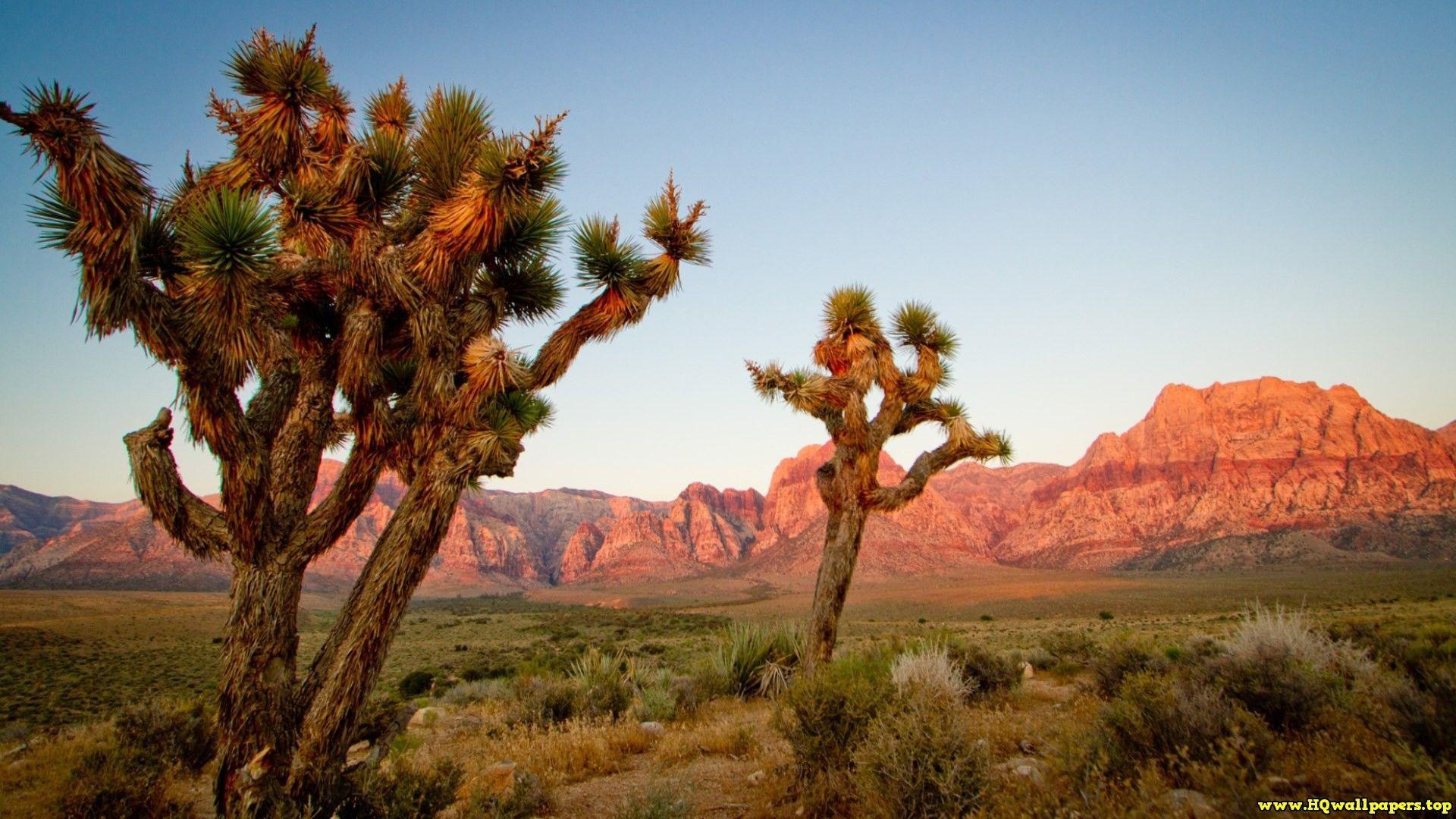 Joshua Tree Wallpapers - Wallpaper Cave