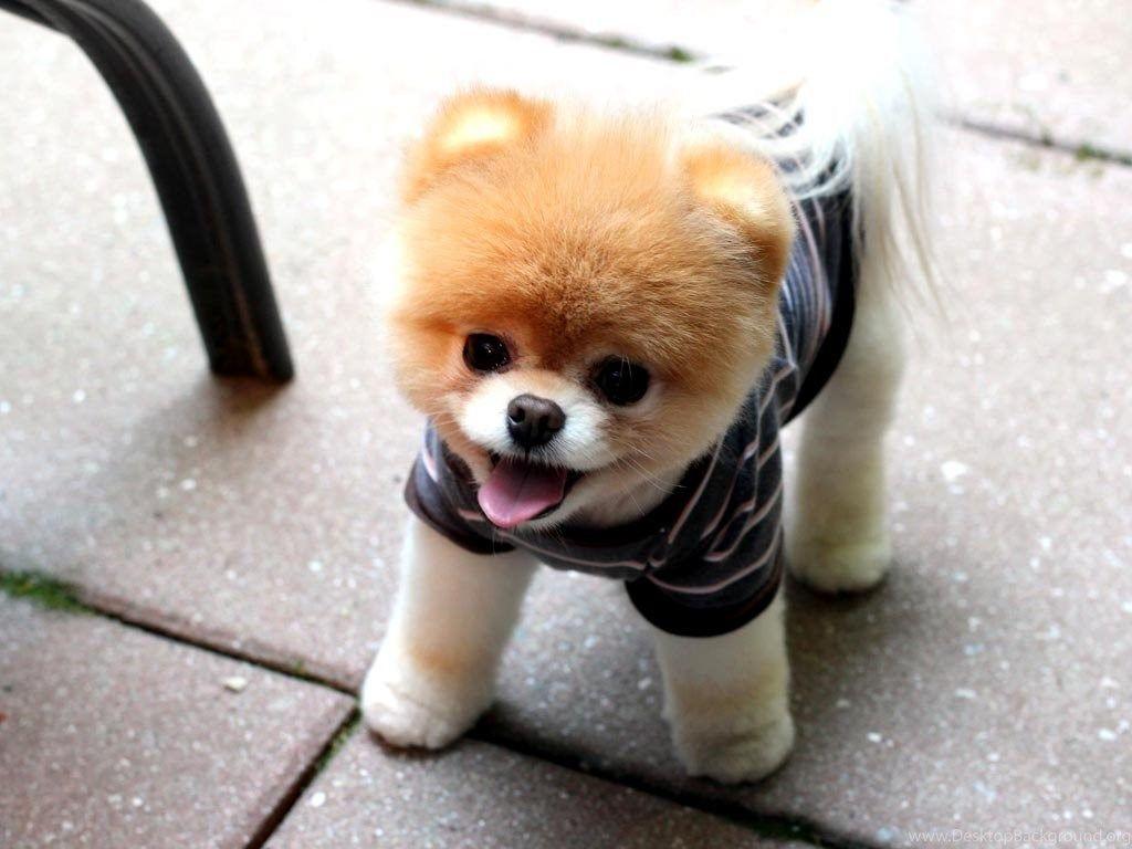 Boo The Dog Wallpapers - Wallpaper Cave