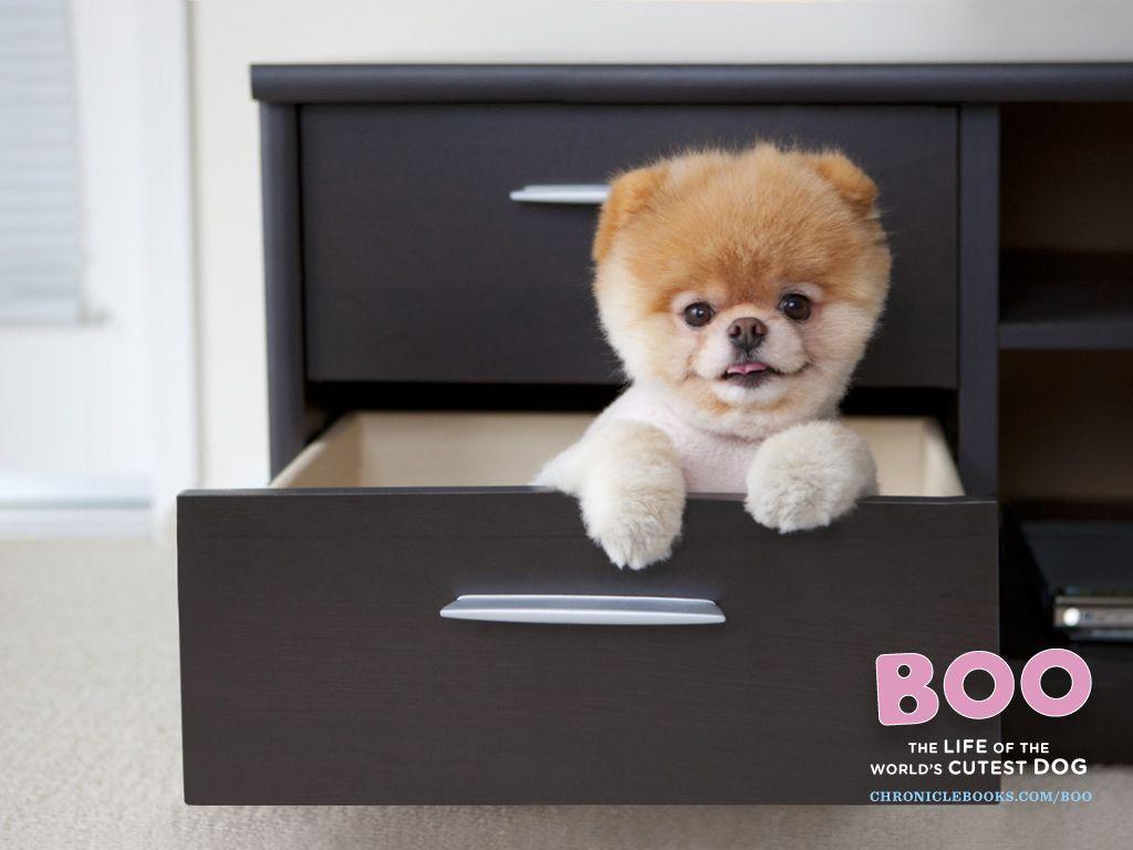 Boo The Dog Wallpapers - Wallpaper Cave