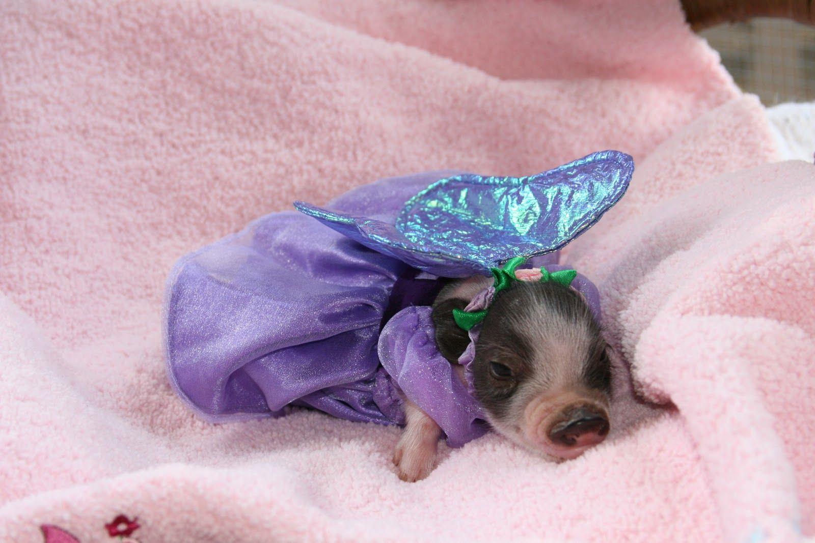 Miniature Pig Wallpapers - Wallpaper Cave