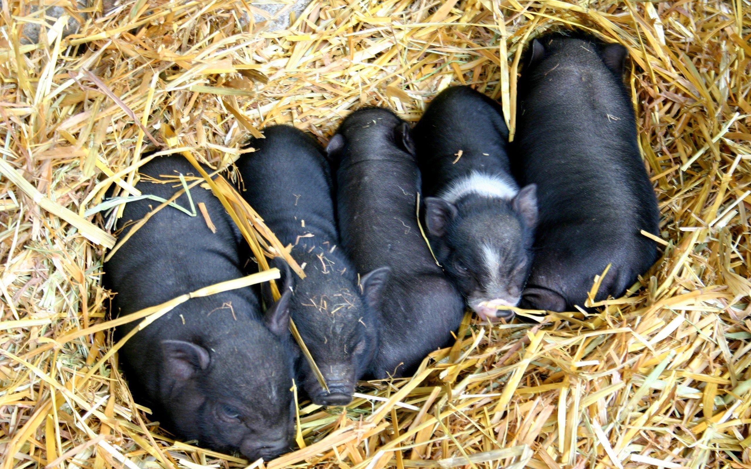 Miniature Pig Wallpapers - Wallpaper Cave