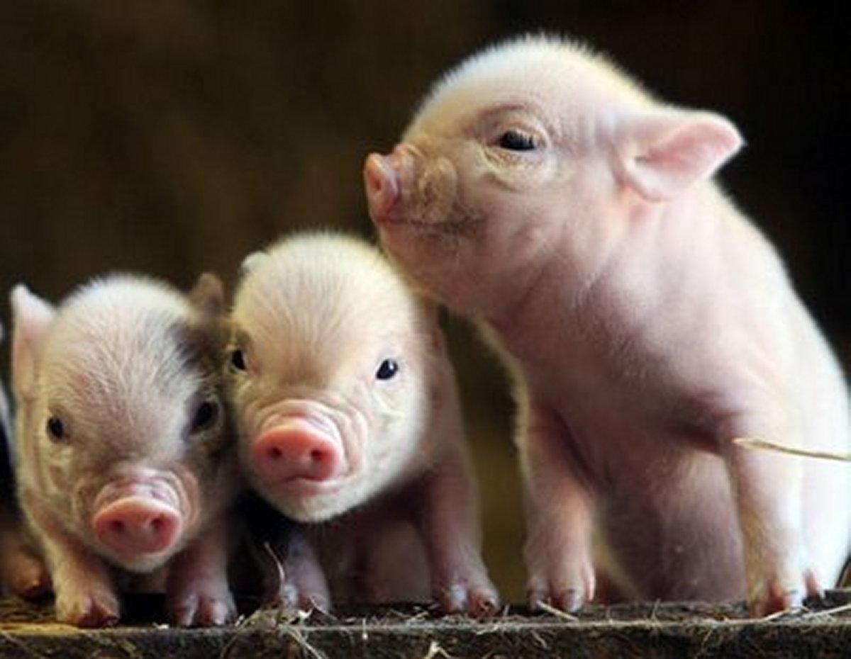 Baby Piglet Wallpapers - Wallpaper Cave